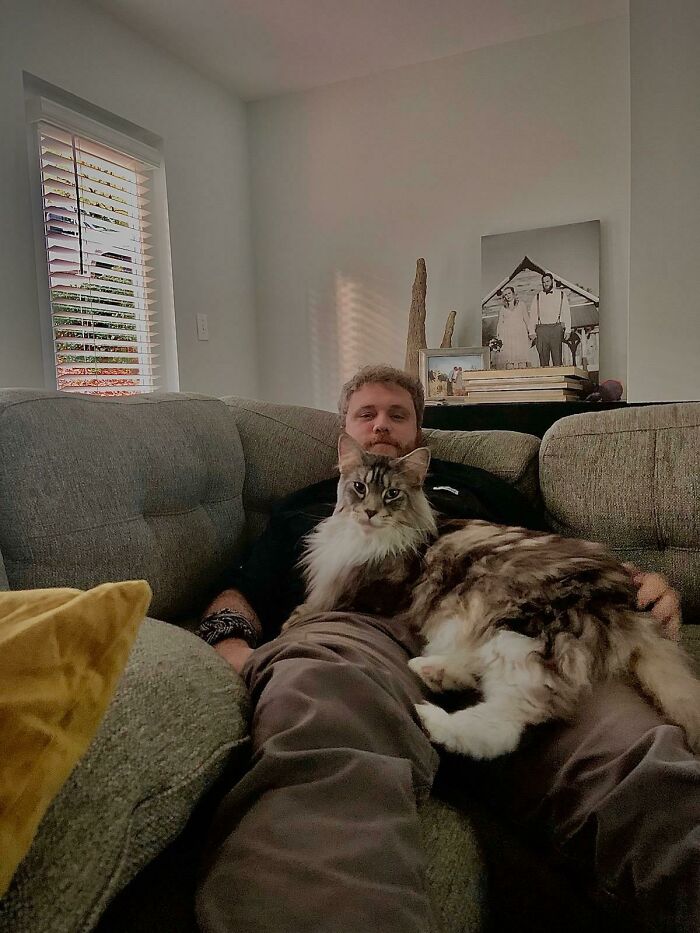 35 cats who don’t understand how big they are