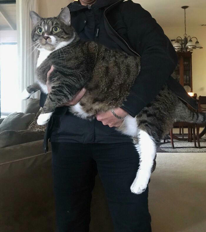 35 cats who don’t understand how big they are