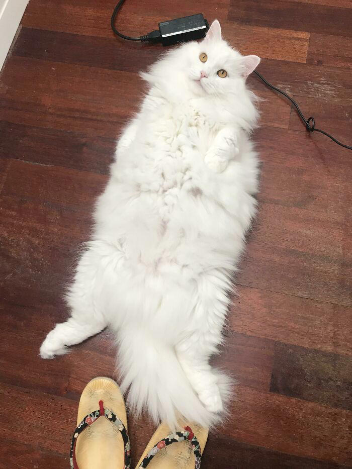 35 cats who don’t understand how big they are