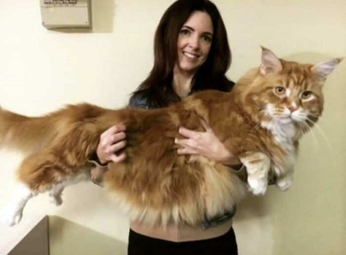 35 cats who don’t understand how big they are