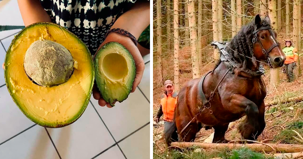 48 'Absolute unit' posts that show just how big things can get (new pics)