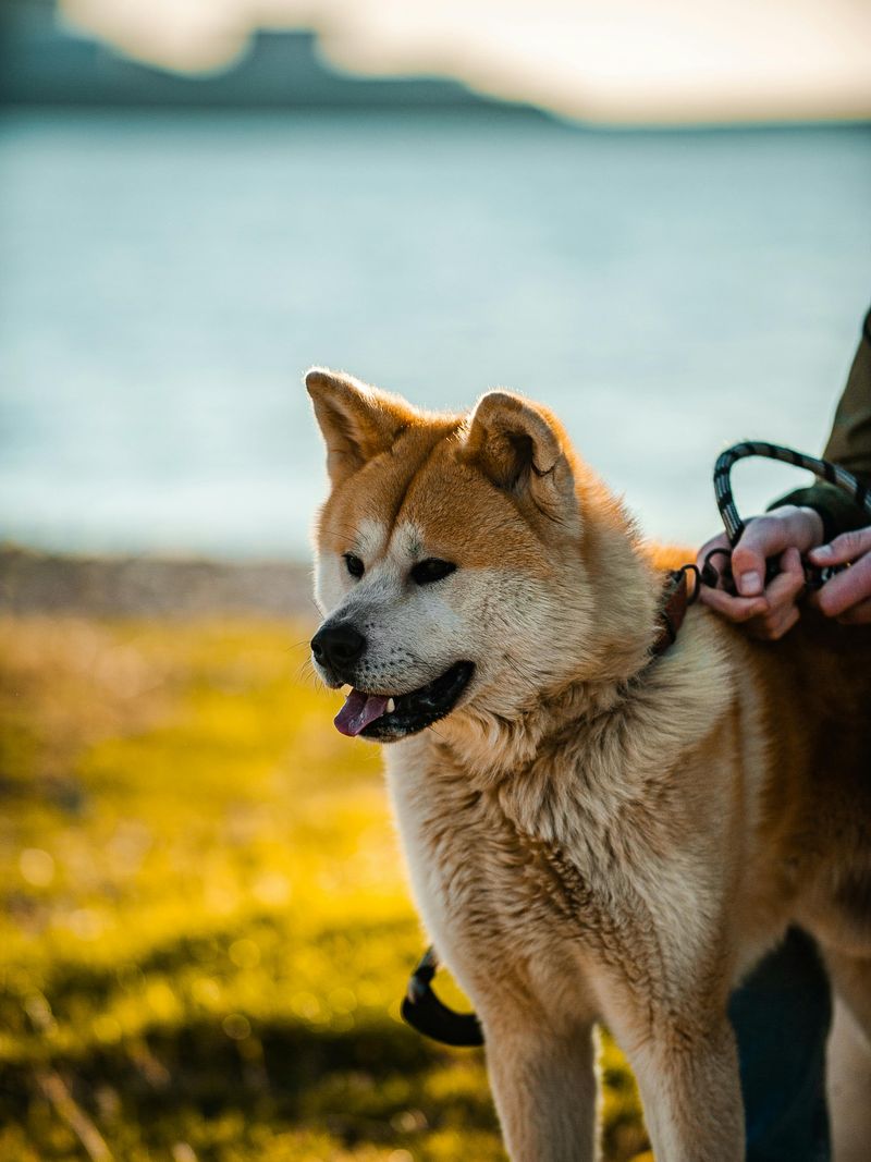 Think you know loyal? Meet 10 dog breeds that prove it in real life