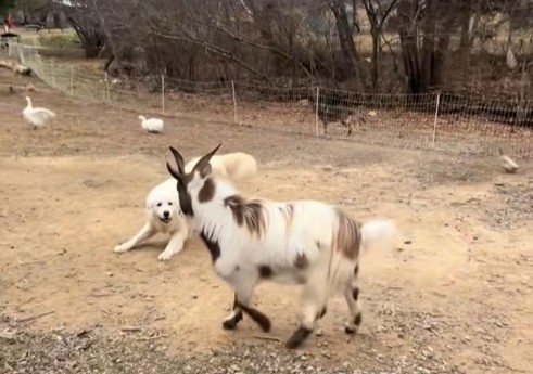 A farm dog and a goat have the sweetest morning ritual