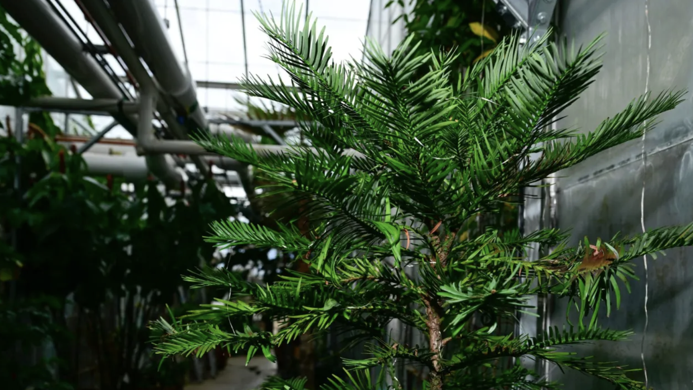 CU Boulder adopts rare dinosaur-era tree