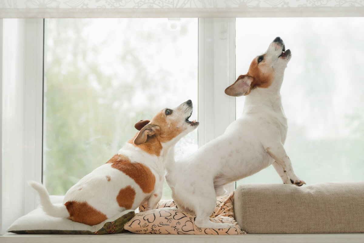 Seu cachorro gosta de latir? Veja 10 nomes perfeitos para ele