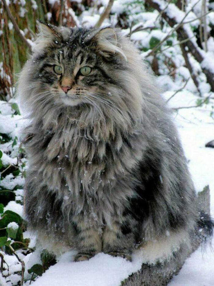 35 cats who don’t understand how big they are