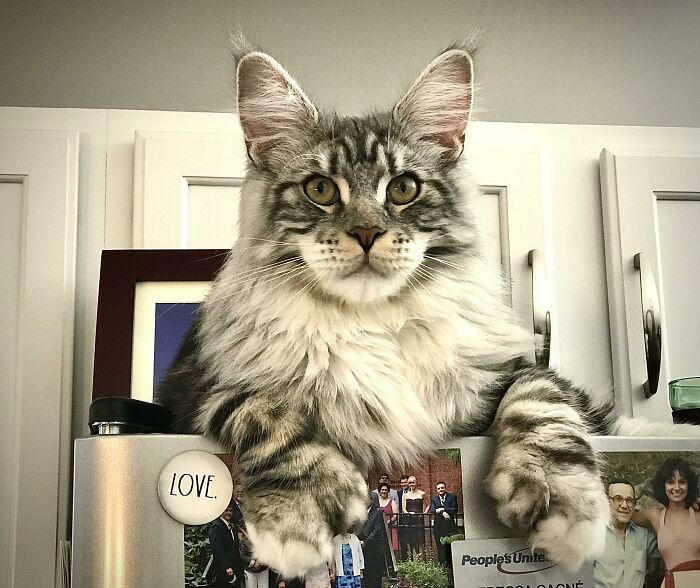 35 cats who don’t understand how big they are