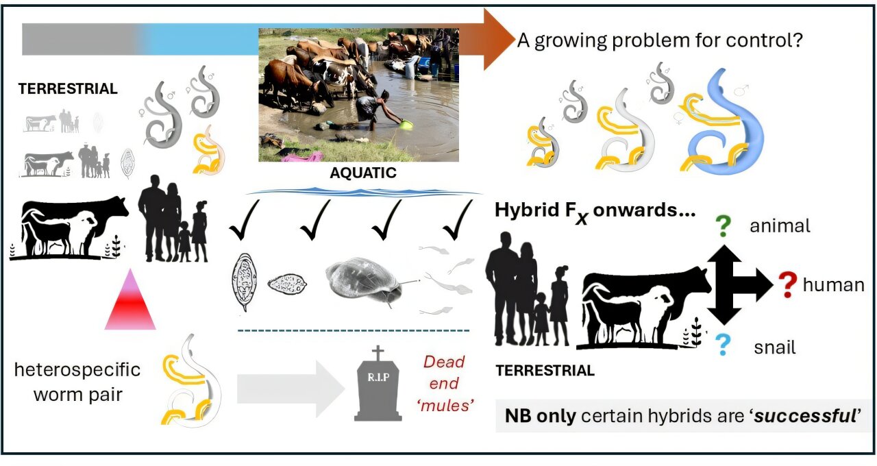 Hybrid parasites threaten progress against one of the world's most ...