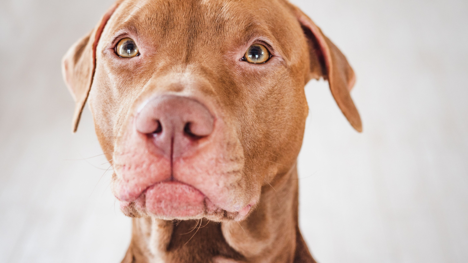 8 dog signals that appear obedient but are emotion-driven