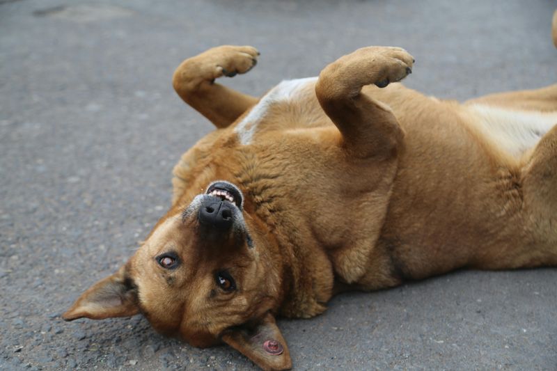8 dog signals that appear obedient but are emotion-driven