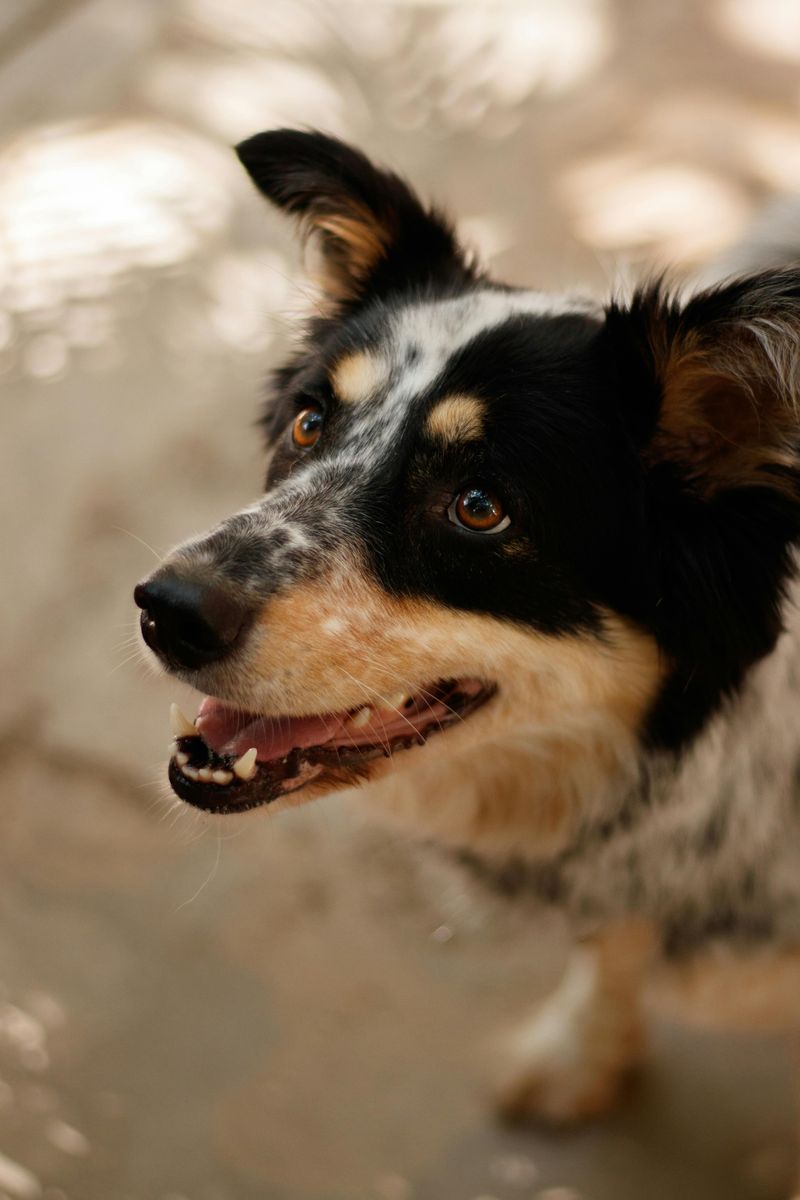 8 dog signals that appear obedient but are emotion-driven