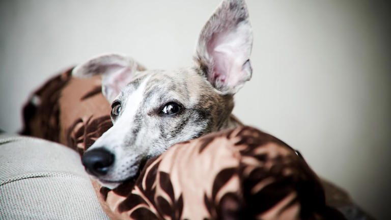 Like toddlers! Dogs learn words just by eavesdropping on us