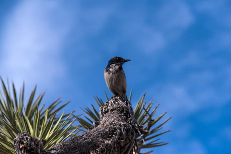 Planning a hike at Joshua Tree National Park? This new announcement ...