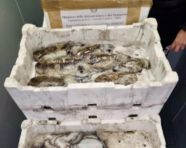 Controlli al mercato civico di Sassari, sequestrati 140 chili di pesce