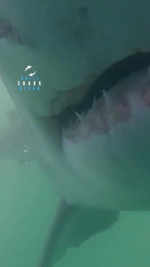 Great white shark breaches out of the water before coming back for a ...