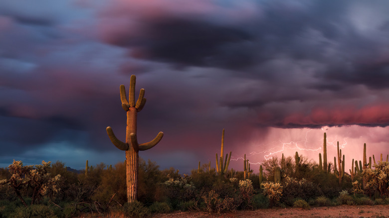 5 Phoenix hikes that are at their most stunning right after an Arizona ...