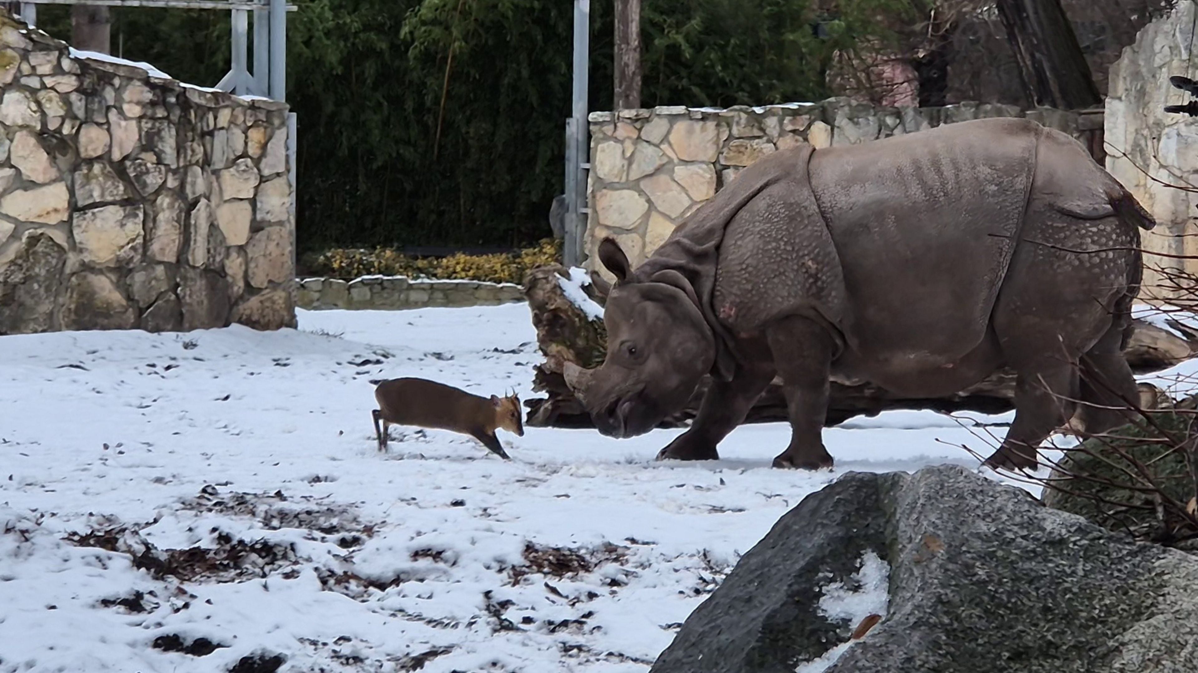 Tiny 13kg deer takes on a 1.7 tonne rhino and comes out on top