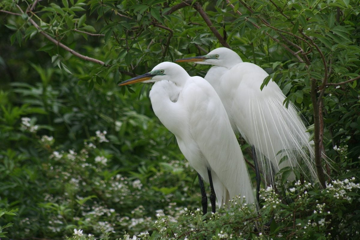 How to identify a great egret
