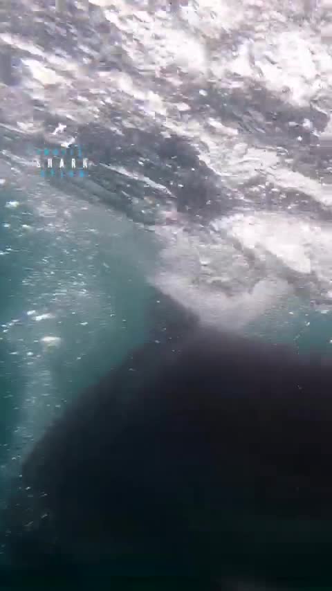 Giant jaws of the great white carve through the water