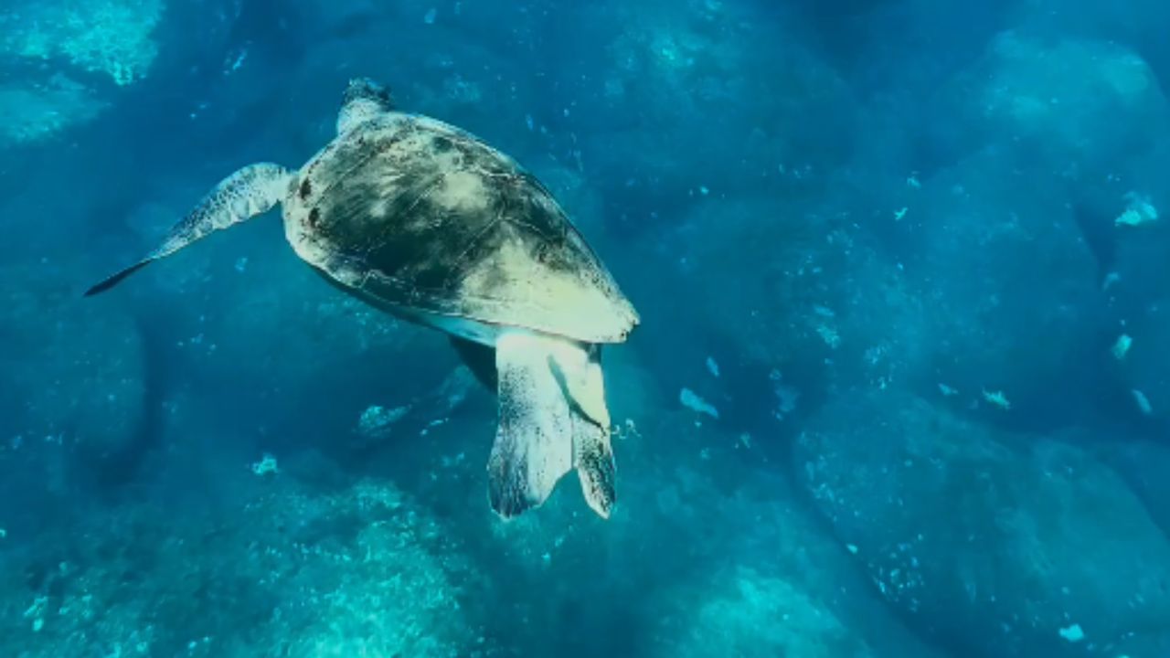 Diving trip in Tenerife takes a funny turn when a sea turtle poops ...