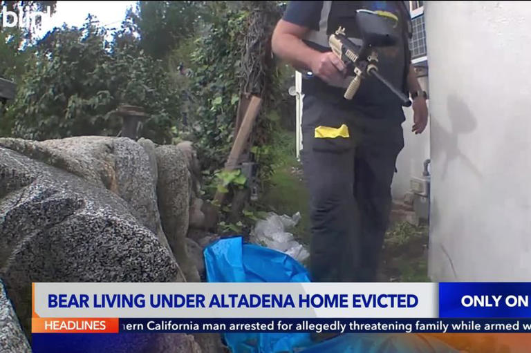 Giant 550lb black bear that lived under home for month chased out by ...