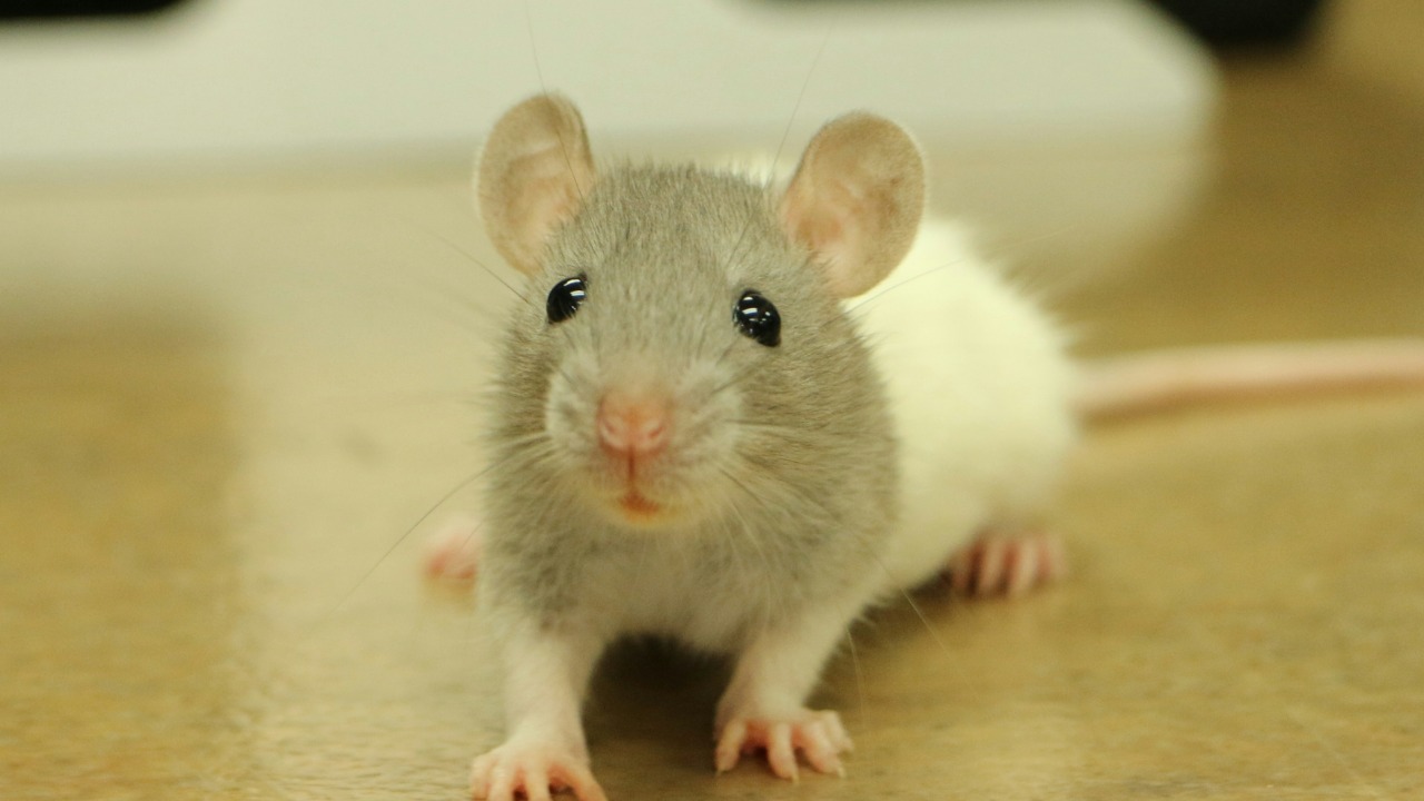 Scientists "cured" Alzheimer's in mice, are humans next?