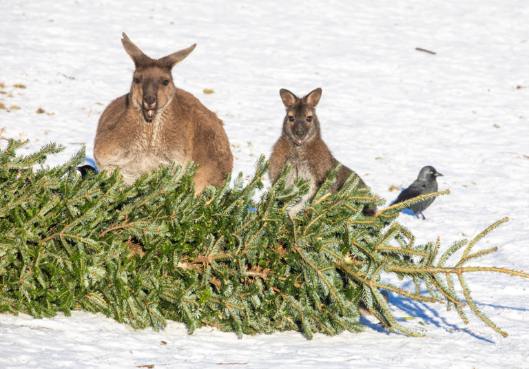Kangaroos and wallabies enjoy munching on used Christmas trees
