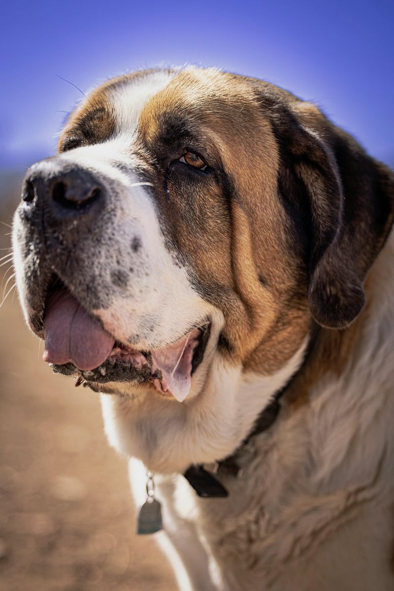 Meet 5 dog breeds that can weigh as much as a motorcycle