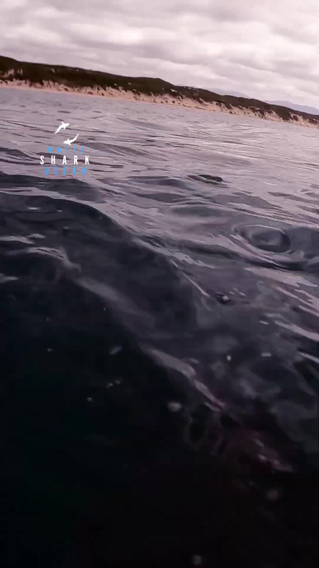 Great white accelerates towards the bait