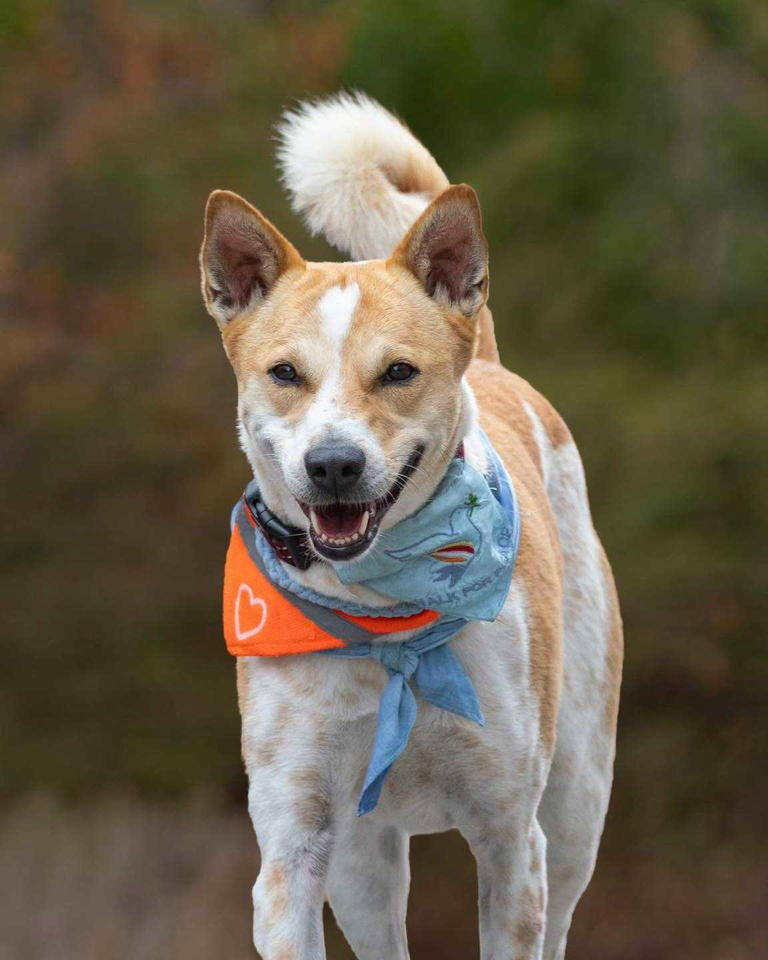 Why isn't Aloka, the peace dog, walking with the monks today in South ...