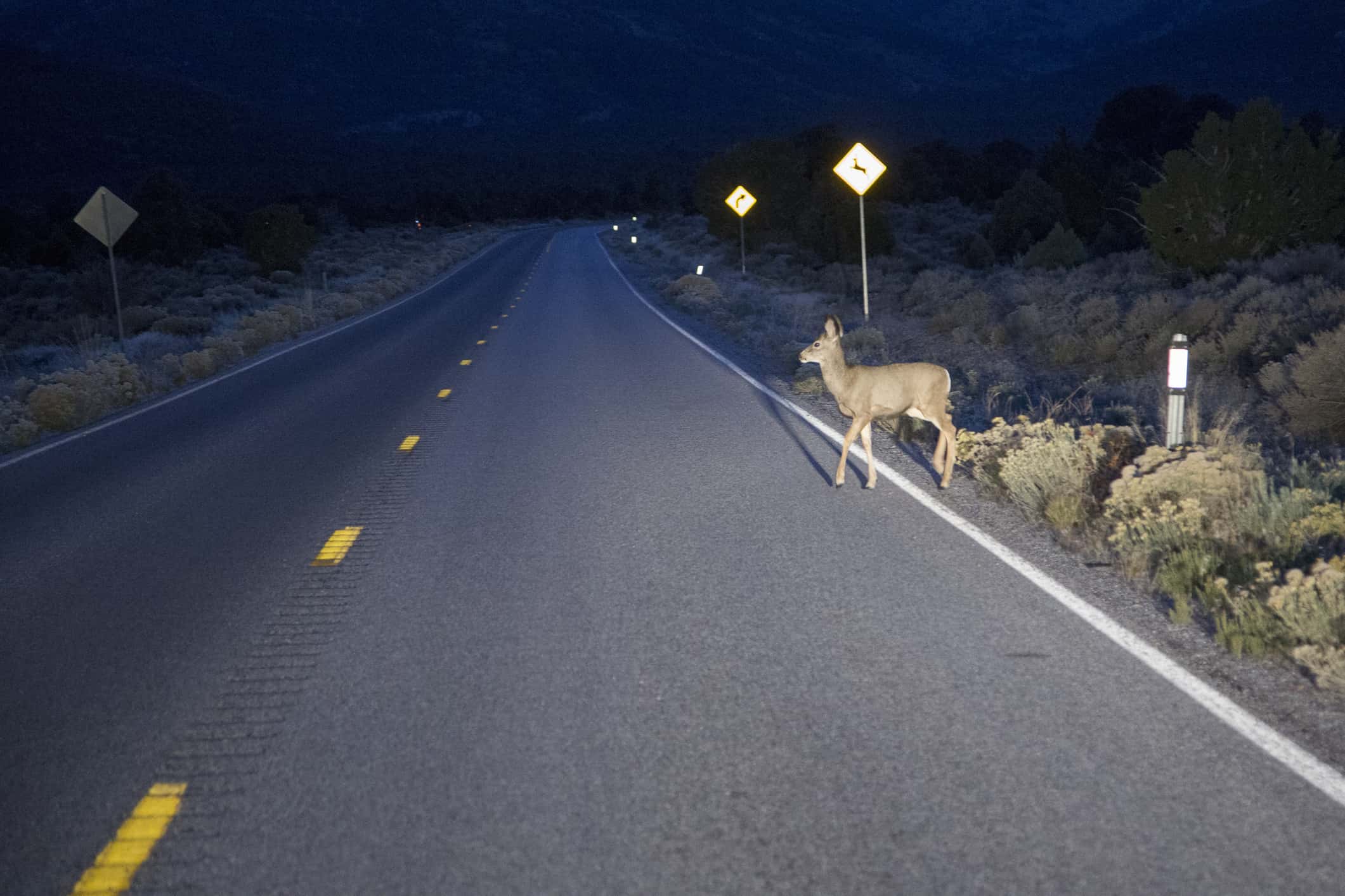 The 5 US states with the deadliest wildlife