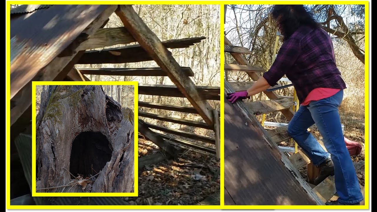 Abandoned barn picking and barn board salvage