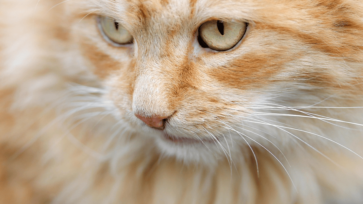 7 words your cat needs to hear from you to understand the house rules