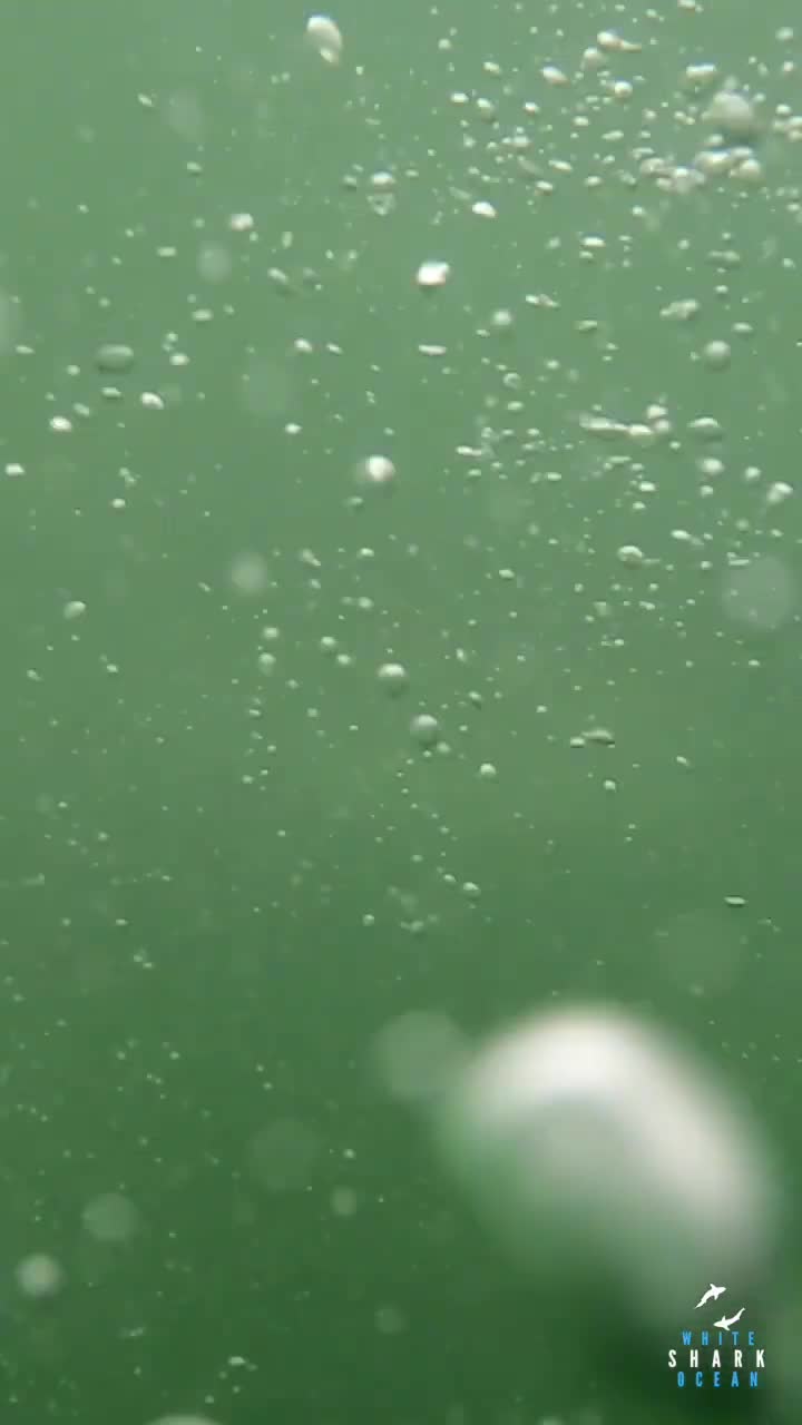 Great white caught us by surprise, nearly got the GoPro