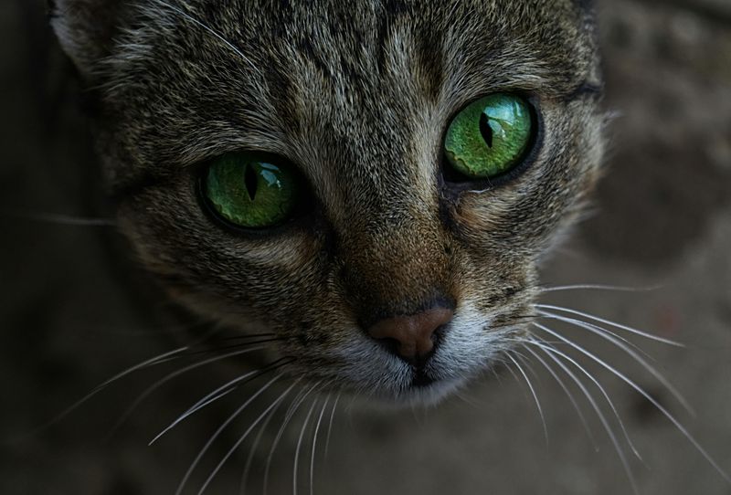 8 cat habits that mean they’re monitoring your well-being