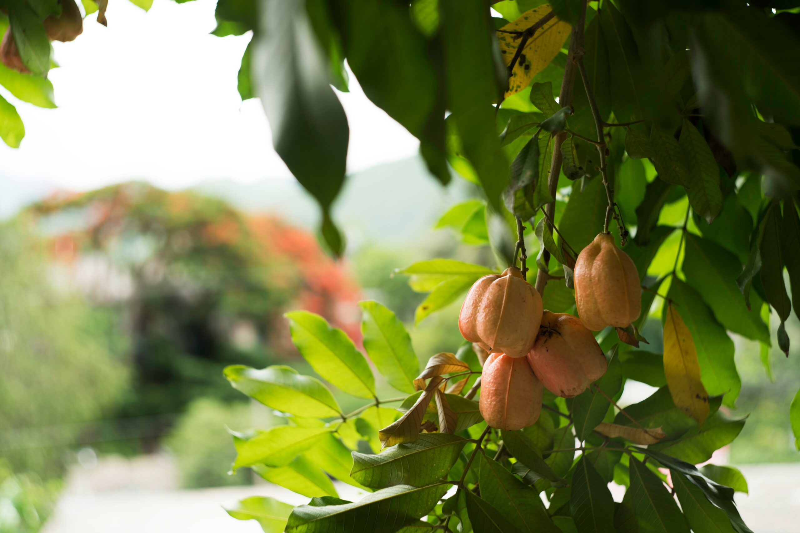 Fruits banned from import around the world