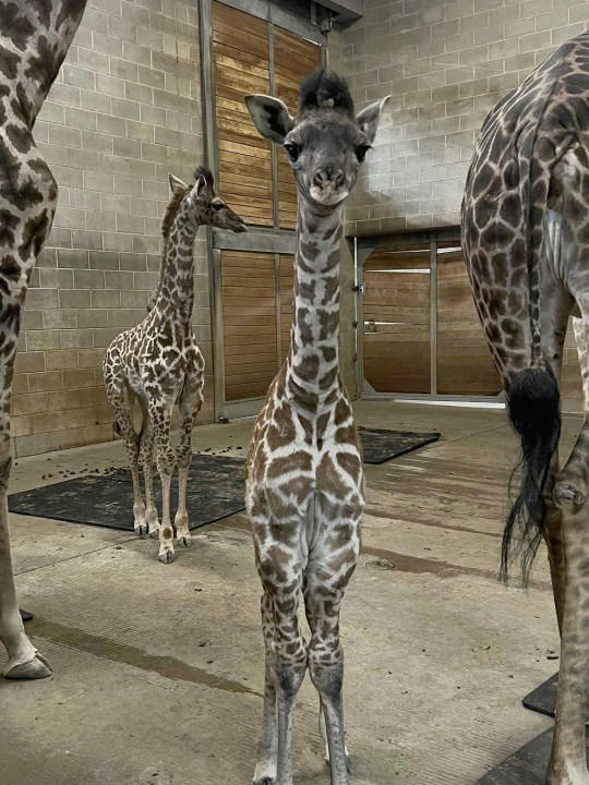Meet Kansas City Zoo’s newest addition, a 6-foot-tall baby giraffe