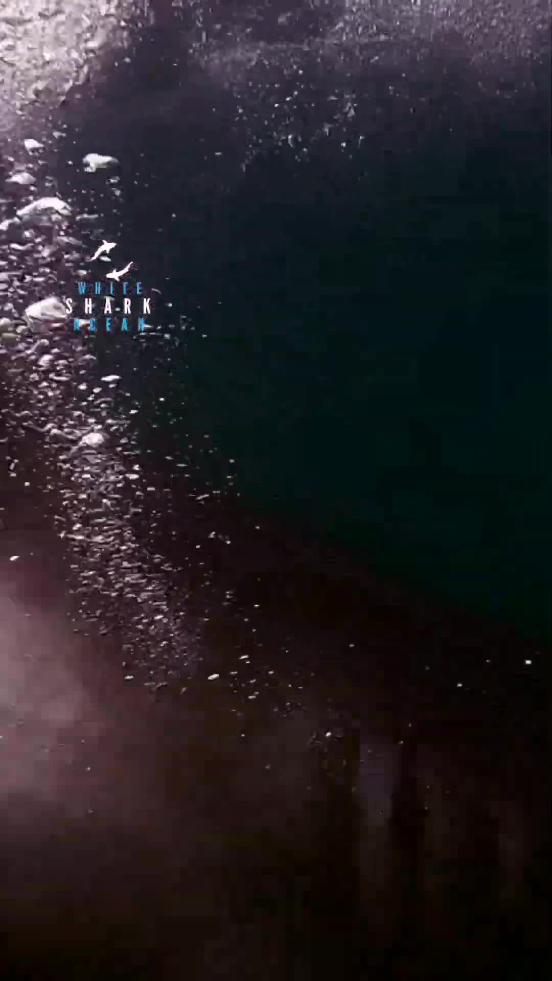 Great white comes up from the deep dark blue