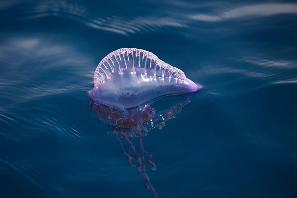 Fragata portuguesa reaparece en las costas de Chile: cómo reconocerla y ...