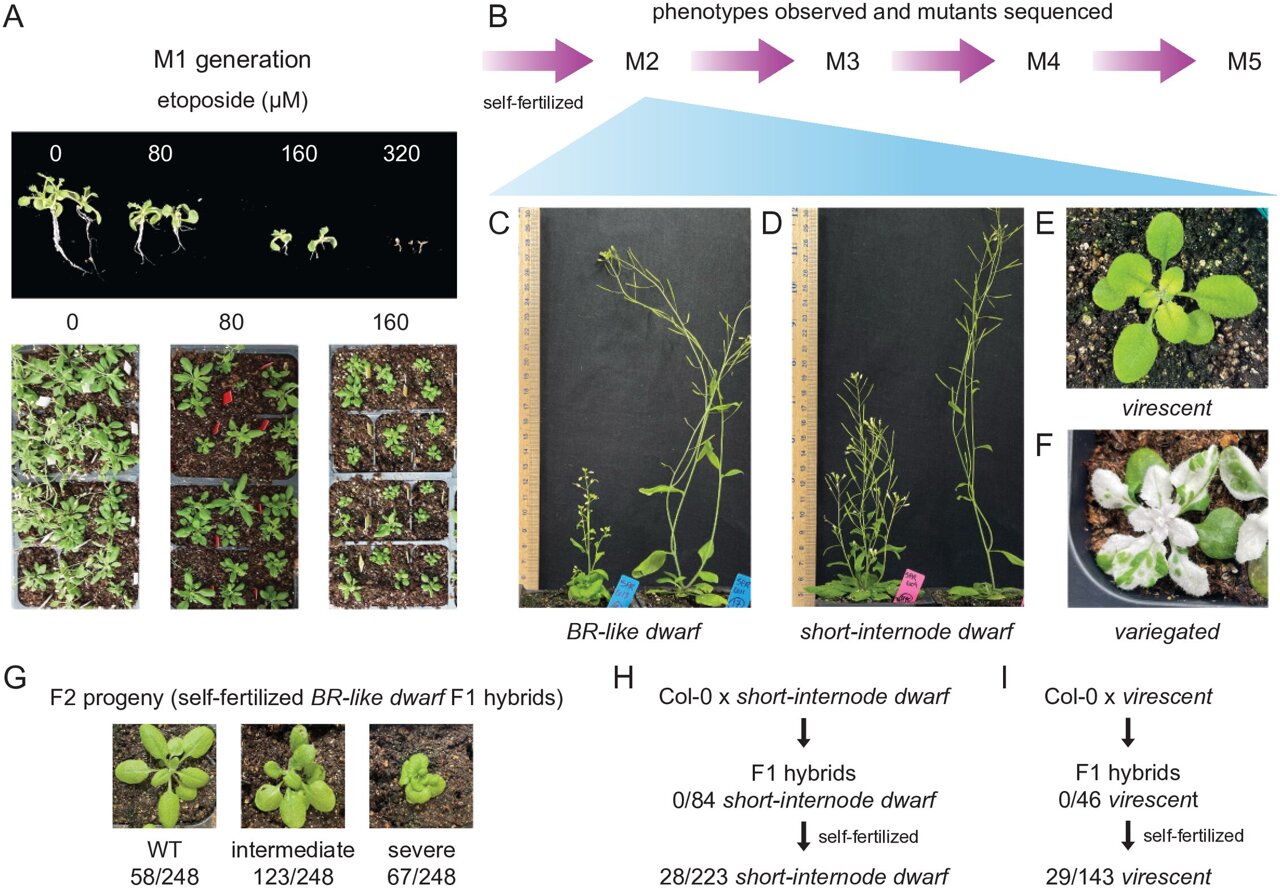 New chemical method makes it easier to select desirable traits in crops