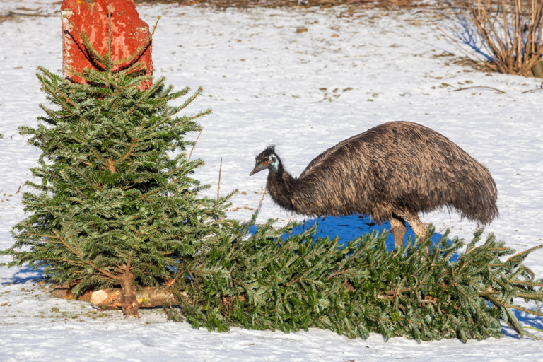 Kangaroos and wallabies enjoy munching on used Christmas trees