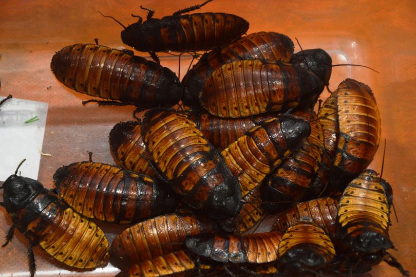 Startup planning to turn cockroaches into spies as Marvel becomes real life