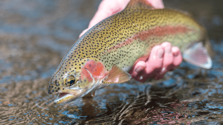 Trout stocking returns to West Virginia waterways in 2026