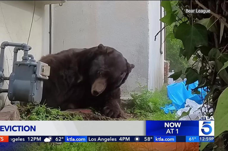 Giant 550lb black bear that lived under home for month chased out by ...