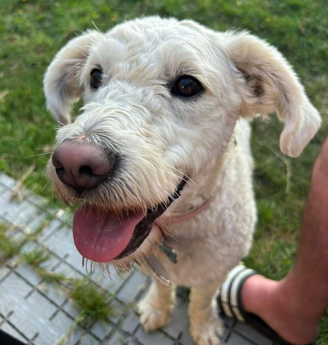 Therapy dog at Teynham Primary School 'stolen' from assistant head ...