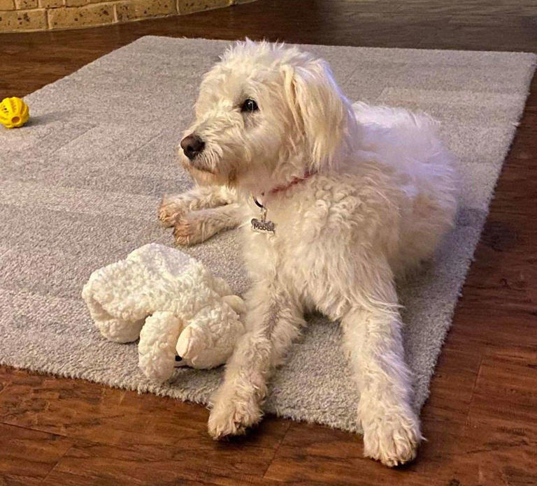 Therapy dog at Teynham Primary School 'stolen' from assistant head ...