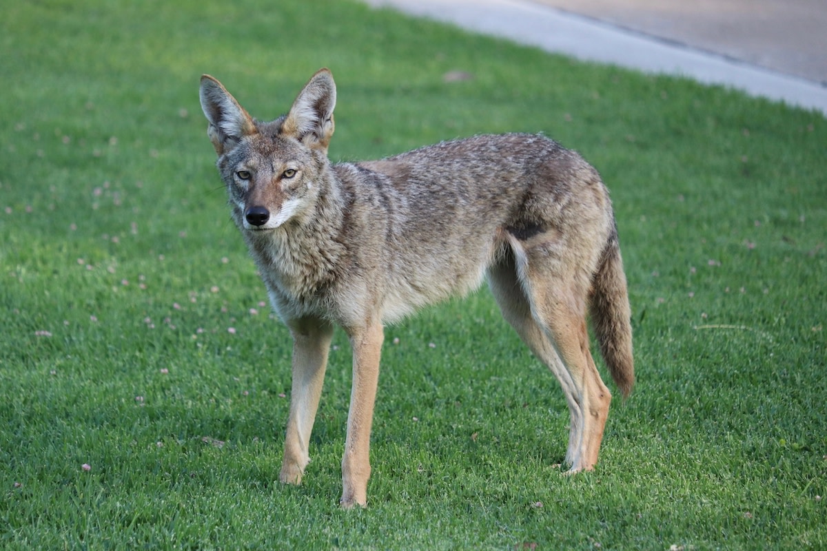 Coyotes Spotted Playing Near San Francisco's Golden Gate Bridge Looks ...