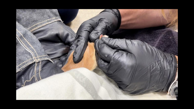 Long-tailed weasel returns to the wild after surviving snap trap injury ...