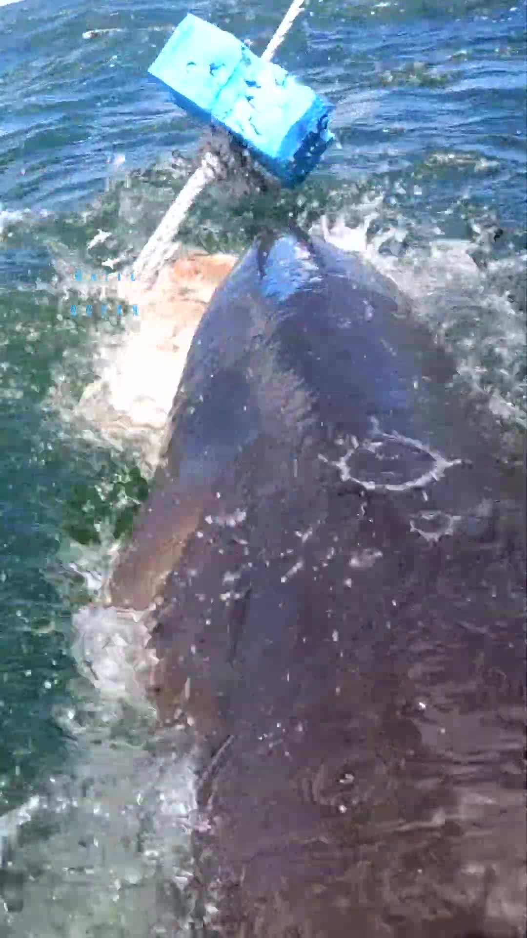 Great white shark clamps the tuna
