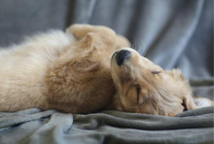 What your dog's sleeping position means